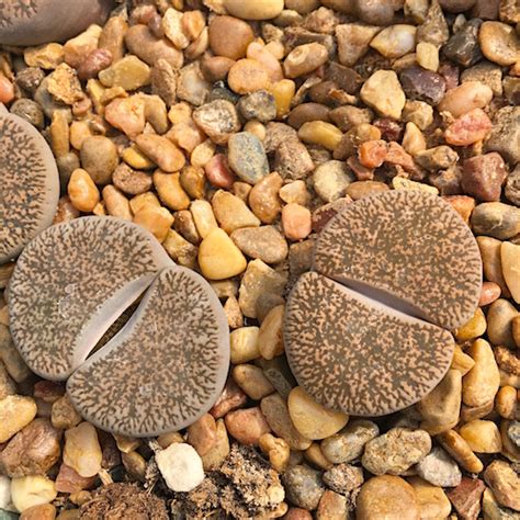Lithops lesliei (C358) #1639.32 - Mesa Garden