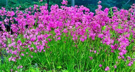 Вискария: посадка и уход в открытом грунте, фото оригинальных цветков