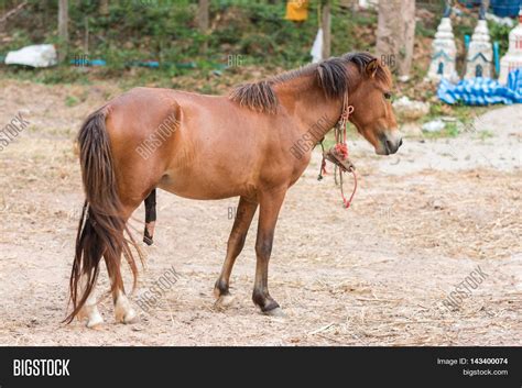Imagem e foto de Penis (avaliação gratuita) | Bigstock