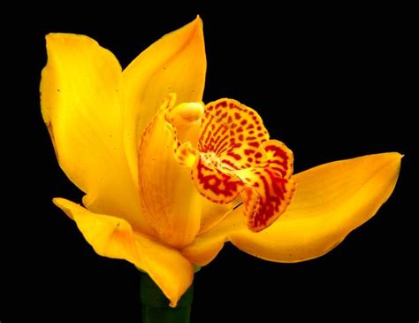 Golden Orchid | Flickr - Photo Sharing!
