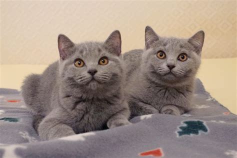 Kitten - Unsere Cattery