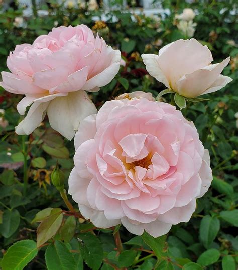 Rosa Silas Marner® Silas Marner® David Austin® Rose from Prides Corner ...