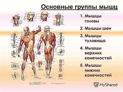 Мышечный аппарат человека - презентация онлайн
