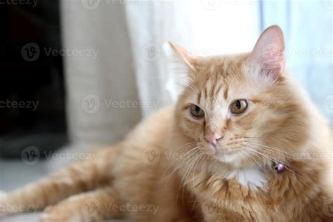 Cute Lovely Cat 3866869 Stock Photo at Vecteezy