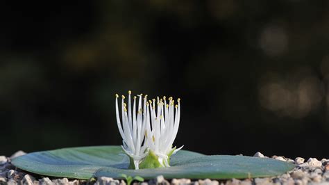 Massonia