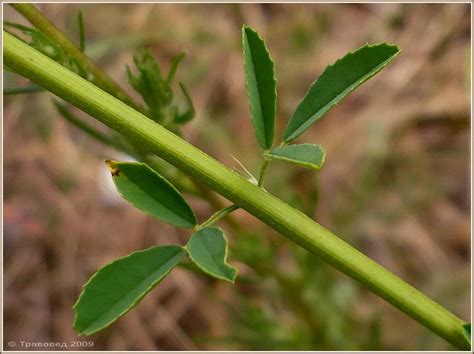 Донник белый (Melilotus albus)