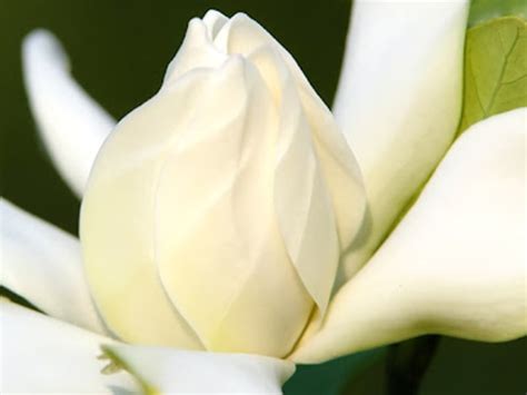 Ethyl Linalool | Perfume Material - Olfactorian