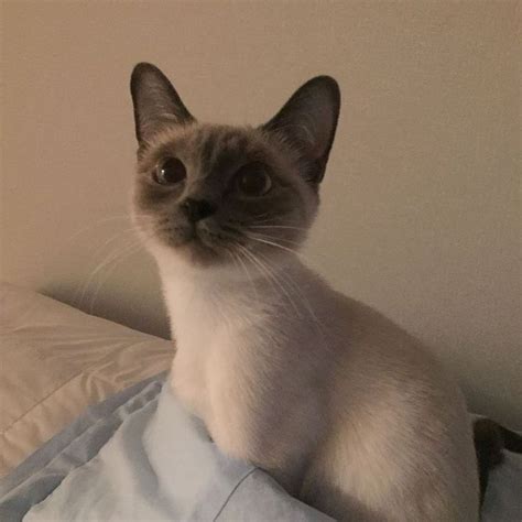 Przyjaciel mojego starszego brata | Котята, Детеныши животных, Милые ...