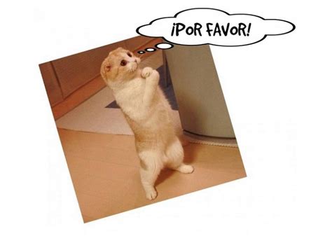 ПОР ФАВОР (por favor). Перевод, примеры и синонимы + АУДИО