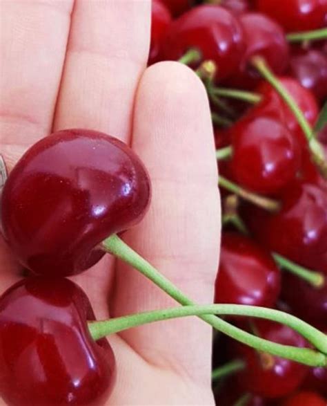 Вишня Игрушка – купить саженцы в интернет-магазине Агро-Маркет24
