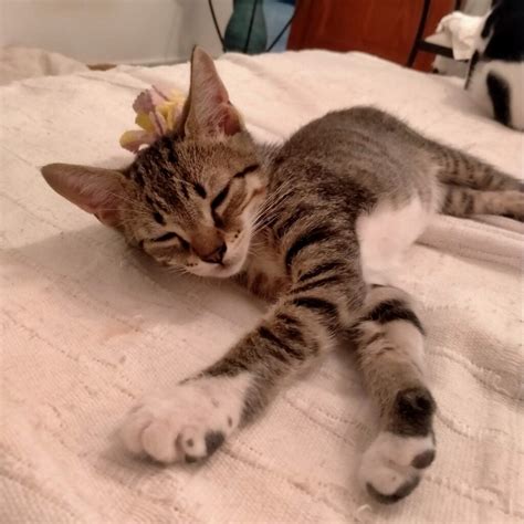 Lilly und Nio | Katzenhilfe CanariGatos e.V.