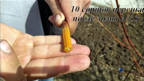 Зимовка 10 сортов персика, и не только... - YouTube