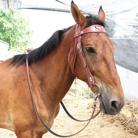 Equestrian Riding Accessories | 1,000+ Bridles And Halters | Free Shipping!