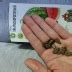 Арбуз Ультраскороспелый: особенности сорта, характеристика плодов ...