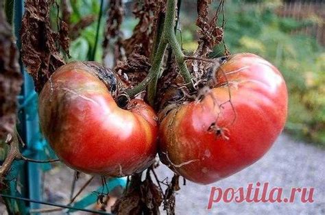 ФИТОФТОРОЗ РАСТЕНИЙ И НАРОДНЫЕ МЕТОДЫ ЛЕЧЕНИЯ | Сад и огород. | Постила