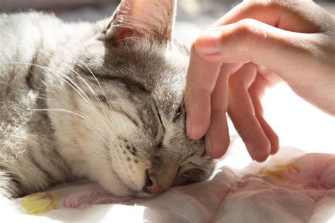 Чумка у кошек: симптомы, лечение, частые вопросы