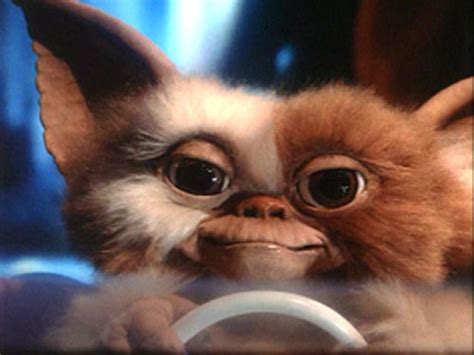 Gizmo - Gizmo Photo (807422) - Fanpop