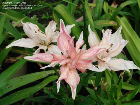 PlantFiles Pictures: Asiatic Lily 'Aphrodite' (Lilium) by echoes