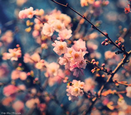 Фото Розовые весенние цветы на ветках дерева, by MyLifeThroughTheLens