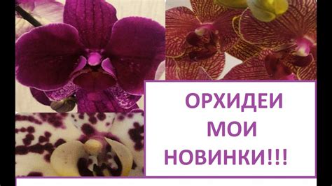 НОВЫЕ ОРХИДЕИ. КАШПО ДЛЯ ОРХИДЕЙ/NEW orchids. Pots for orchids - YouTube