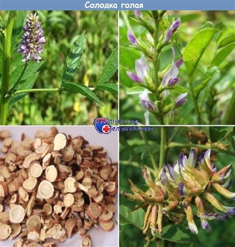 Отравление солодкой голой (Glycyrrhiza glabra, лакрицей)