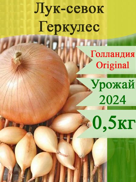 Лук севок, Лук Лук севок Геркулес Голландия - купить по выгодным ценам ...