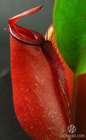 Nepenthes Bloody Mary, непентес Кровавая Мери, насекомоядное хищное ...