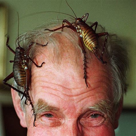 Giant Weta Bug