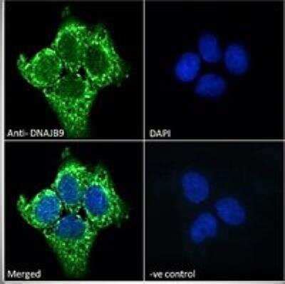 MDG1 Antibody (NBP1-78785): Novus Biologicals