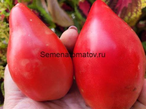 Подсинское Чудо — Семена Томатов