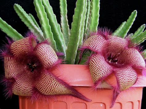 The Starfish Cactus: A Unique Beauty