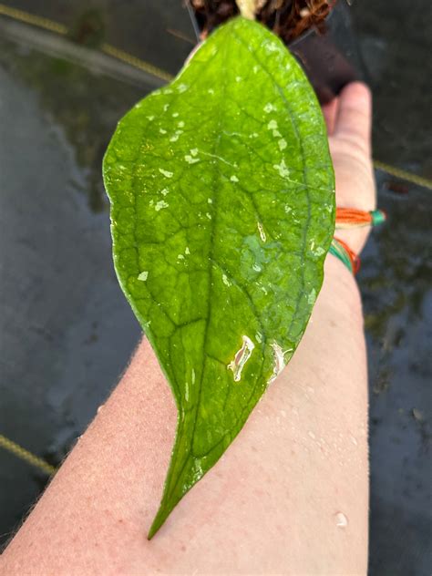 Hoya sp. Germany – Nest Tropicals
