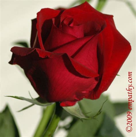 Роза Королла - 71 фото