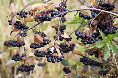 Черноплодная рябина (Арония) - Chokeberry | "Черноплодная ря… | Flickr