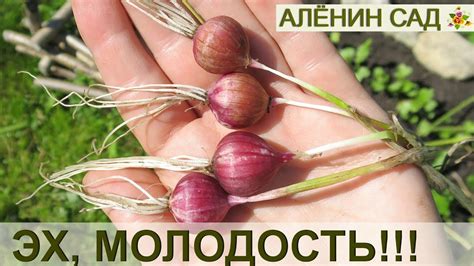 Чеснок семенами или из бульбочек / Омоложение чеснока - YouTube