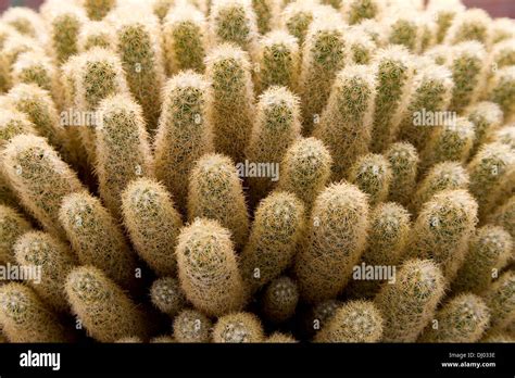 Lady Finger Cactus, Mammillaria elongata Stock Photo - Alamy