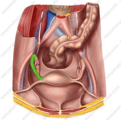 Анатомия маточных труб – Easy Anatomy 3D