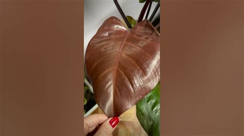 Филодендрон Сан Лайт ☘️(Philodendron Sun Light ) - YouTube