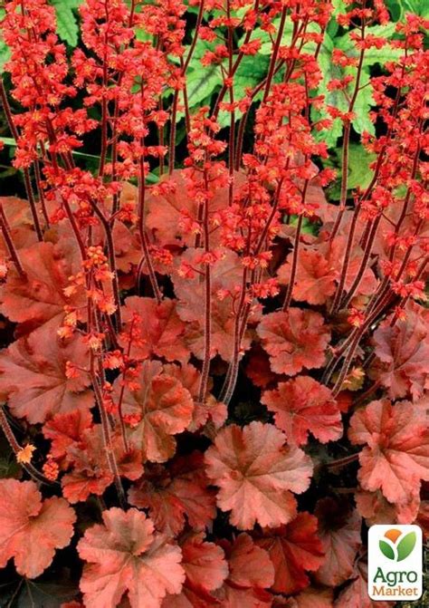 Гейхера (Heuchera) "Cherry Cola" С1 (висота 15-30см) купити поштою в ...
