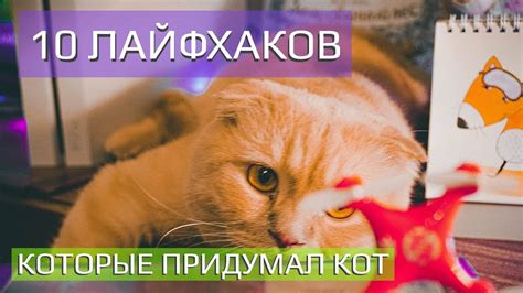 ЛАЙФХАКИ ДЛЯ КОШЕК И КОТОВ КОТОРЫЕ УПРОСТЯТ ВАШУ ЖИЗНЬ - YouTube