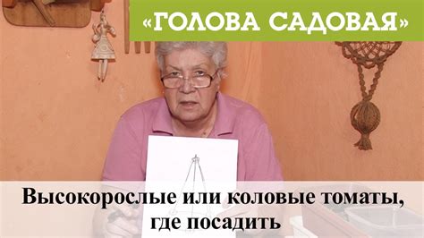 Голова садовая - Высокорослые или коловые томаты, где посадить - YouTube