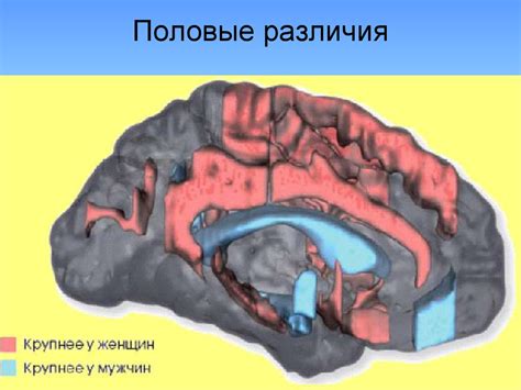 Половые различия поведения - презентация онлайн