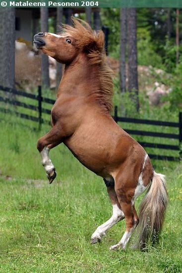 Looking Glass Eva's Boy T96-1146 | Caballos