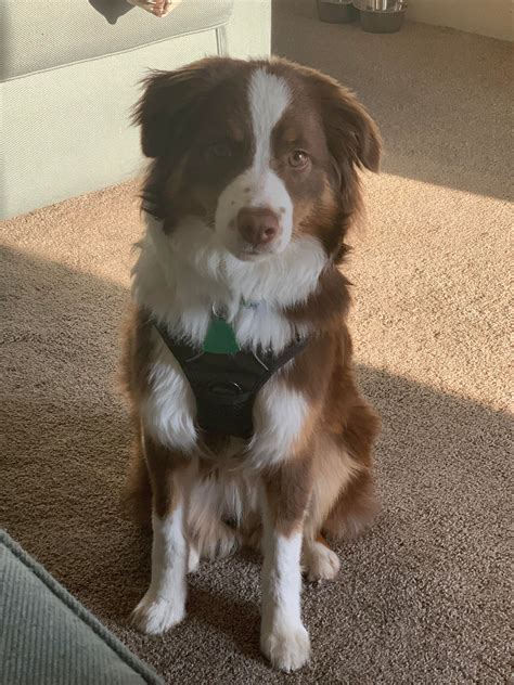 My mini Aussie, Leo, on vacation. : miniaussie