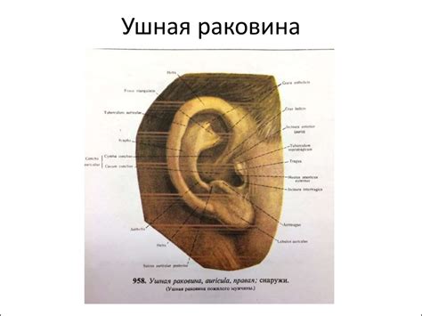 Функциональная анатомия органов зрения, слуха и равновесия ...