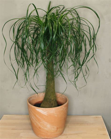 Nolina (Beaucarnea) - Blumen Weyer