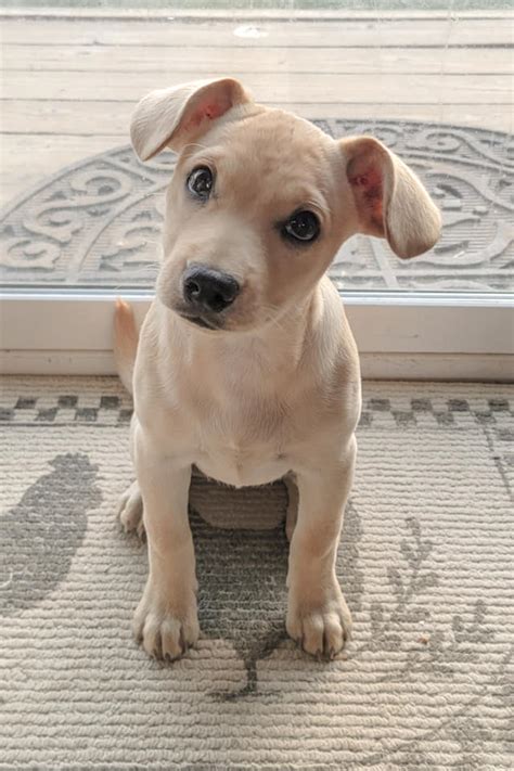 Pip Squeak – Sale Ranch Animal Sanctuary
