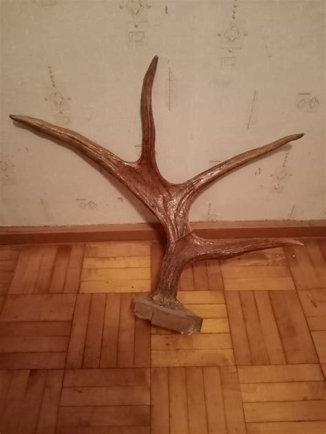 Продам рога лося