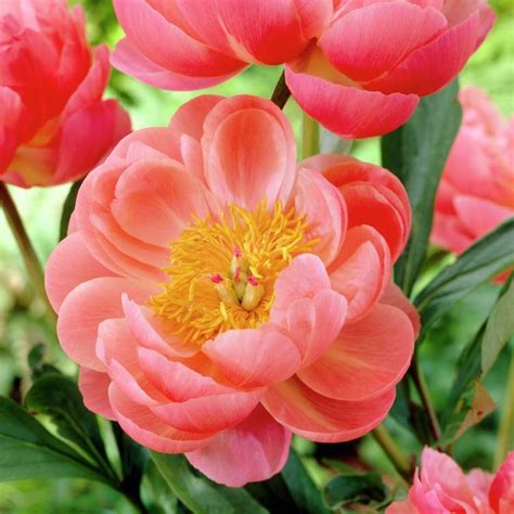 Пион Корал Шарм (Coral Charm): характеристики сорта, фото, посадка и уход