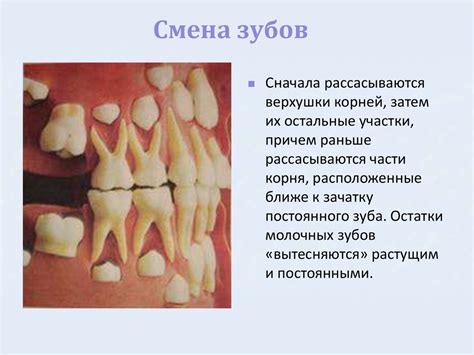 Развитие, прорезывание и особенности строения временных зубов. Смена ...